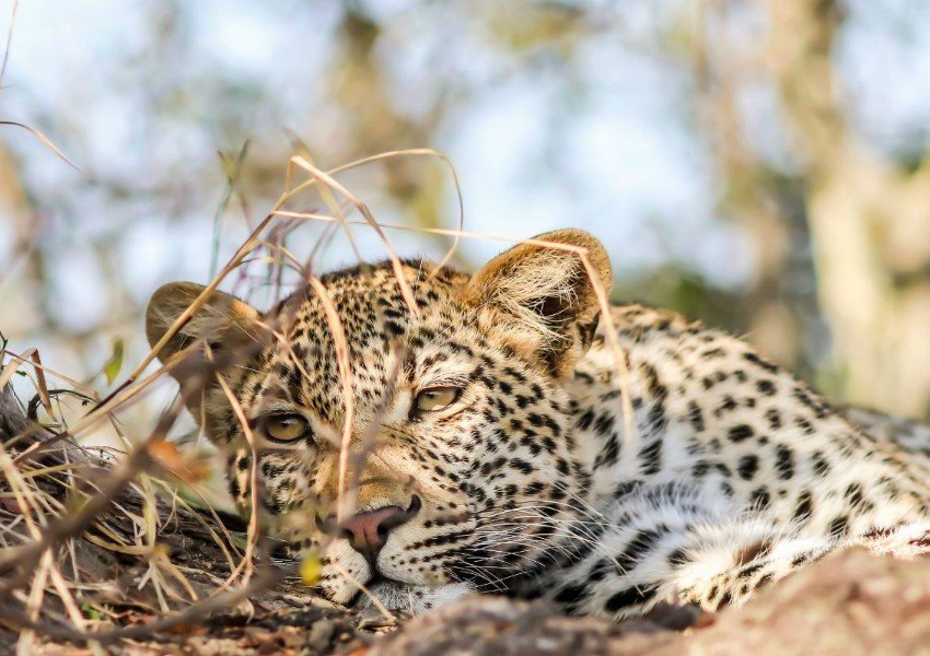 The Best Places To See Leopard In Africa