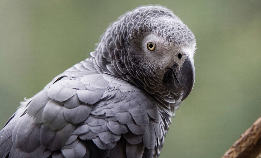 Seychelles Wildlife and Where to Find It | Africa Travel